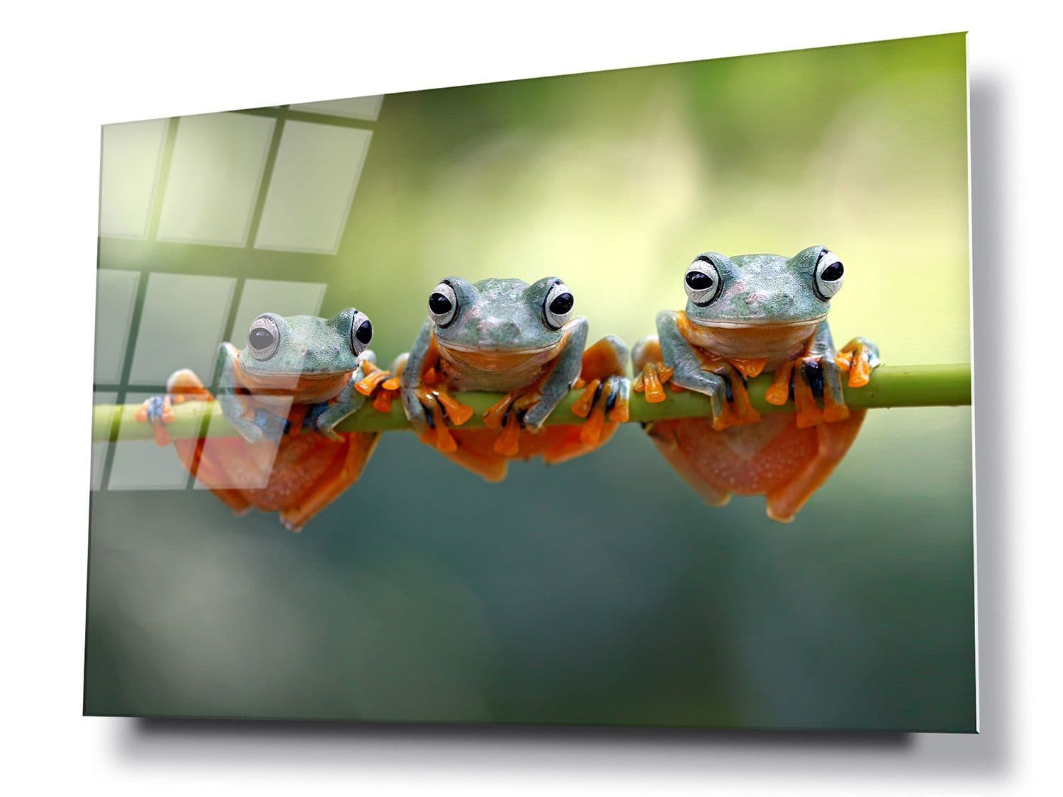 Three Stunning Tree Frogs on a Branch Photo