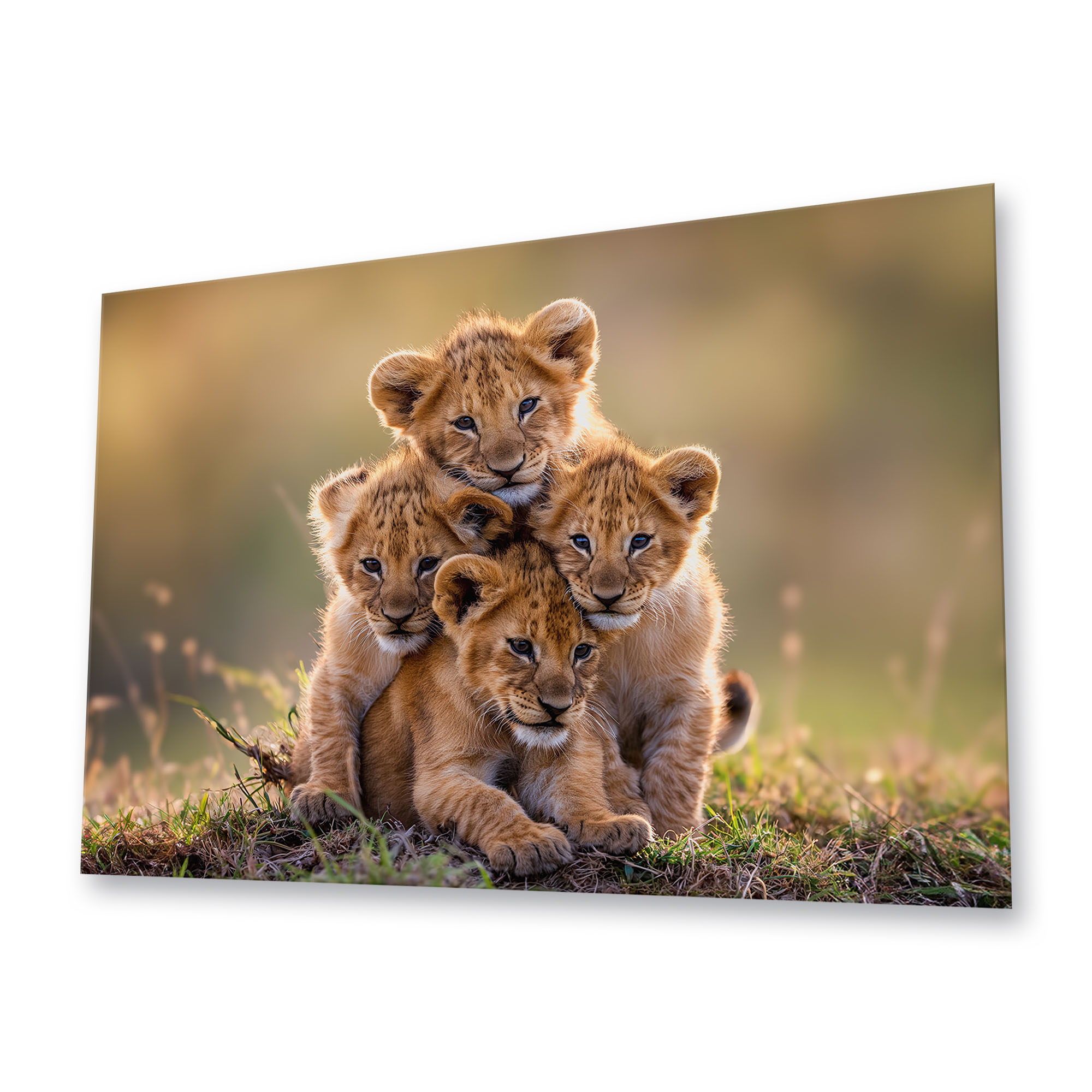 "Lion Cubs Playing" Glass Wall Art | 1st Glass Art